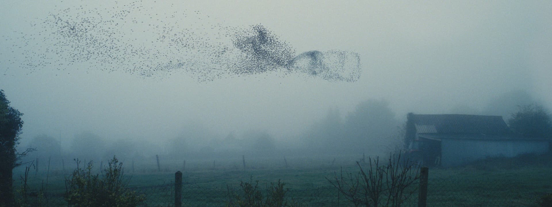 Download Free Bird Stock Footage: Professional 4K VFX Assets | FX Elements