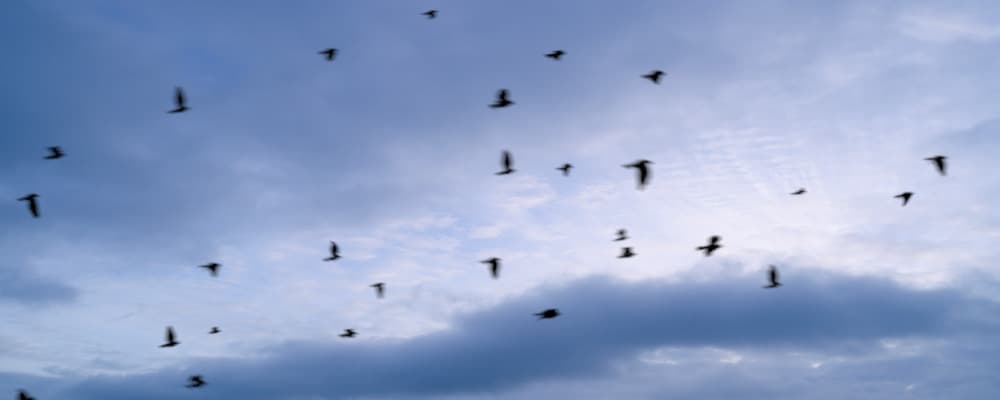 Download Free Bird Stock Footage: Professional 4K VFX Assets | FX Elements