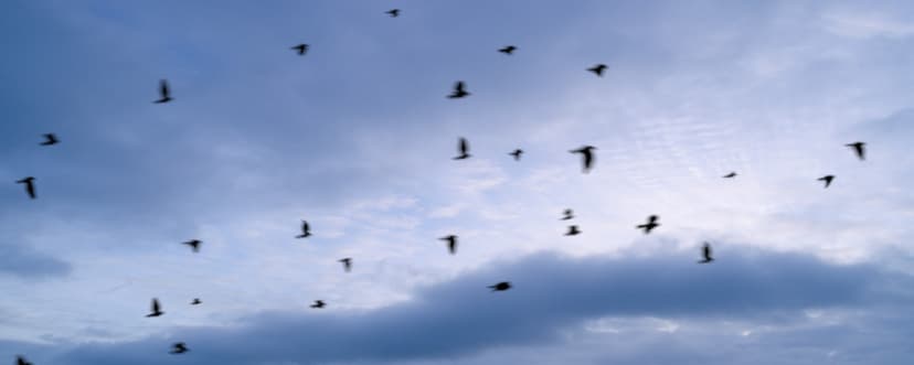 Download Free Bird Stock Footage Professional 4k Vfx Assets Fx Elements