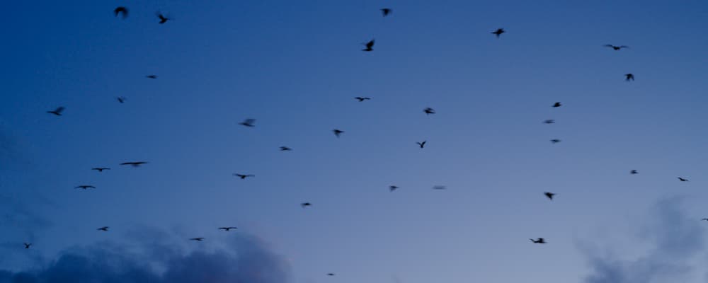 Download Free Bird Stock Footage Professional 4k Vfx Assets Fx Elements