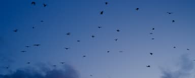 Download Free Bird Stock Footage: Professional 4K VFX Assets | FX Elements