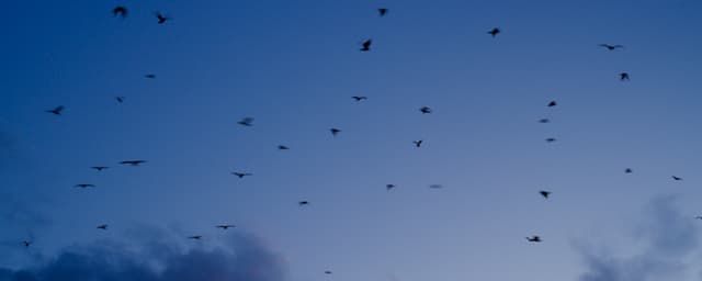 Download Free Bird Stock Footage: Professional 4K VFX Assets | FX Elements