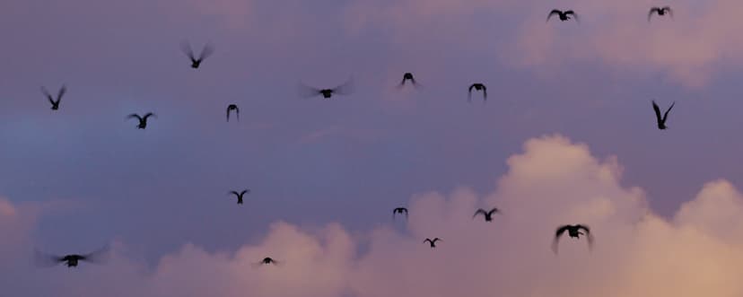 Download Free Bird Stock Footage: Professional 4K VFX Assets | FX Elements